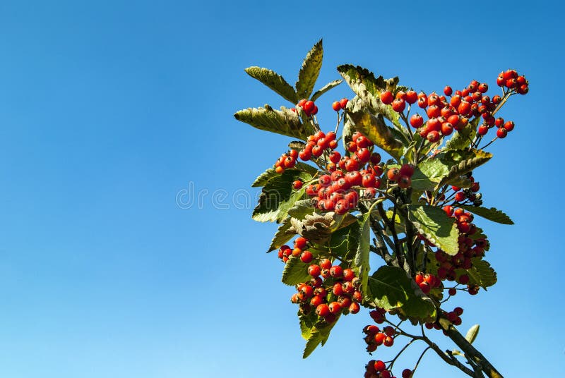 Cluster of Small Red Berries on a Tree Stock Photo - Image of ...