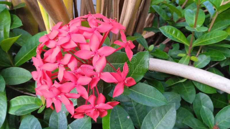 Cluster of Small Red Flowers Stock Photo - Image of flowers, wildflower ...