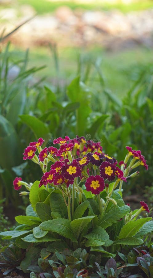 Cluster Small Red Flowers Opened Stock Photos - Free & Royalty-Free ...