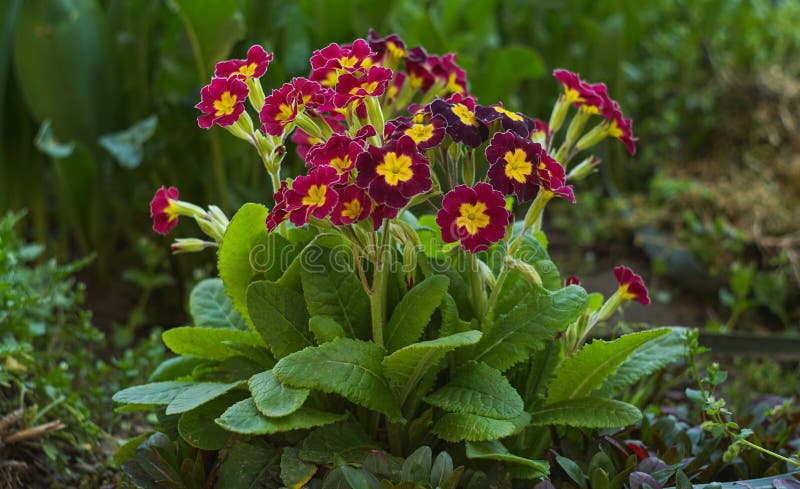 A Cluster of Small Red Flowers Opened Stock Photo - Image of people ...
