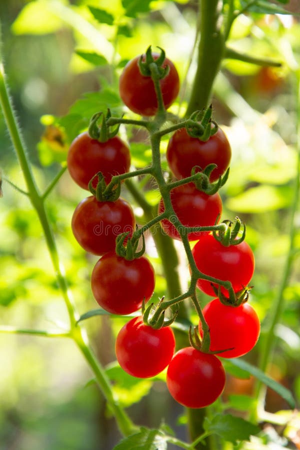 Cluster of Small Round Red Tomatoes on the Stem Stock Photo - Image of ...
