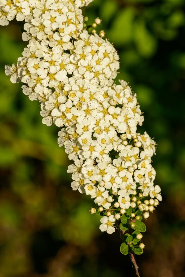 Cluster of Small White Blossoms on a Bush Stock Photo - Image of season ...