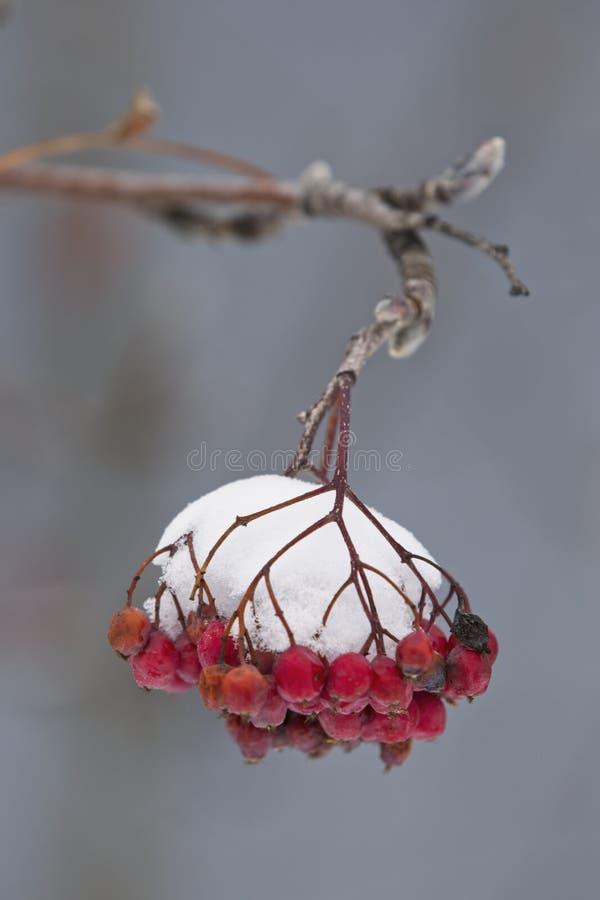 Cluster of Snow Covered Mountain Ash Berries Stock Photo - Image of ...