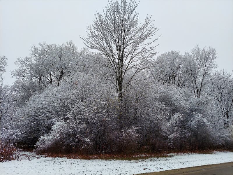 Cluster of Snow Covered Trees Stock Photo - Image of plant, leaf: 263374520