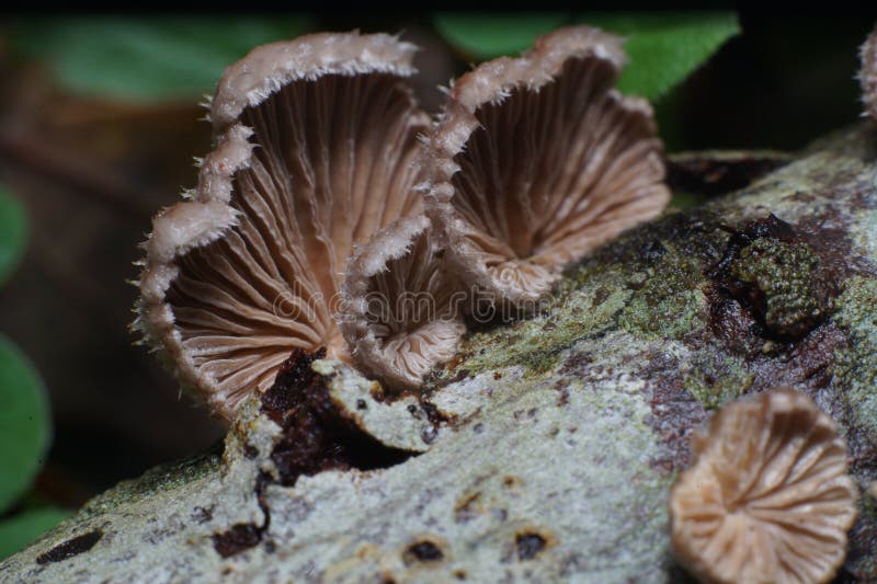Cluster of Splitgill Mushrooms (Schizophyllum Commune) Growing on a ...