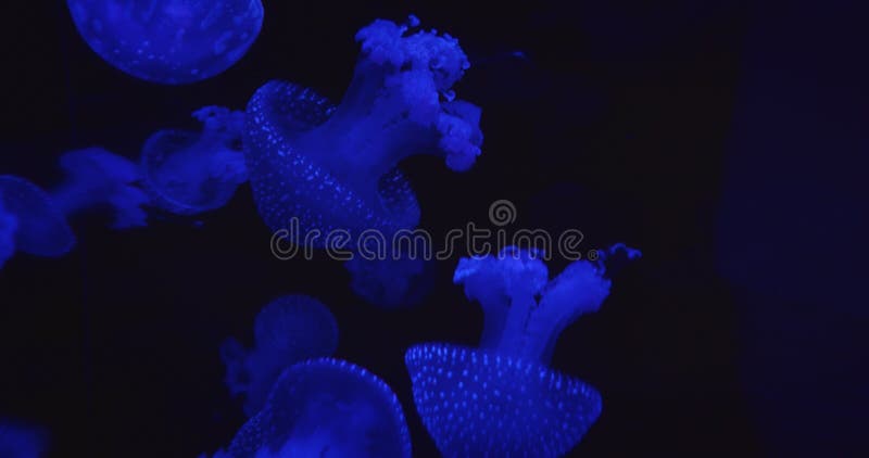 Cluster of Spotted Blue Jellyfish Glowing Vibrantly in Dark Deep Sea ...