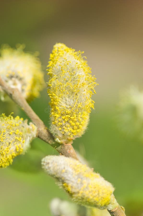 Spring Flowering Branches of Willow Stock Image - Image of april ...