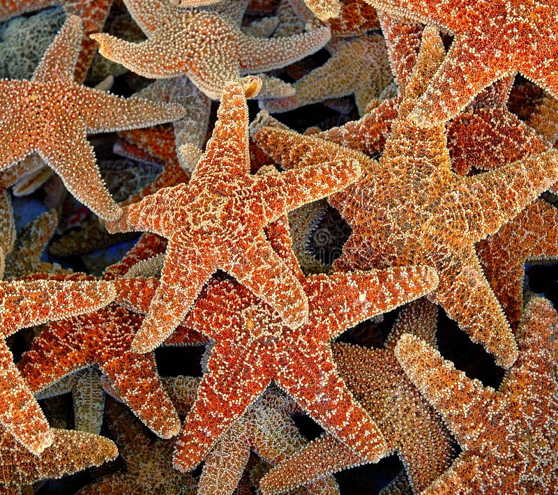 Octopus stock image. Image of ocean, nature, undersea, tentacle - 367705