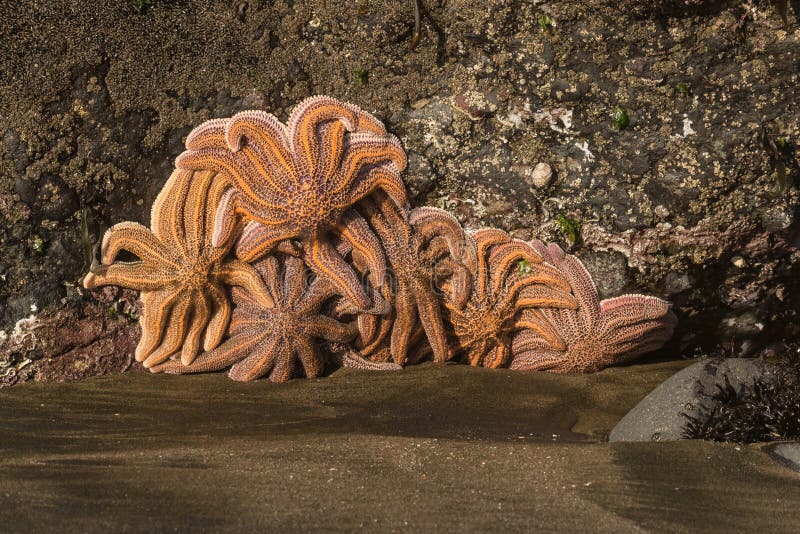 Cluster of Starfish on Volcanic Rock Stock Image - Image of exotic ...