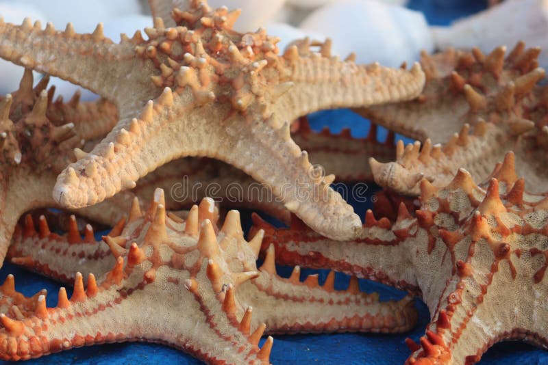 860 Fish Cluster Stock Photos - Free & Royalty-Free Stock Photos from ...