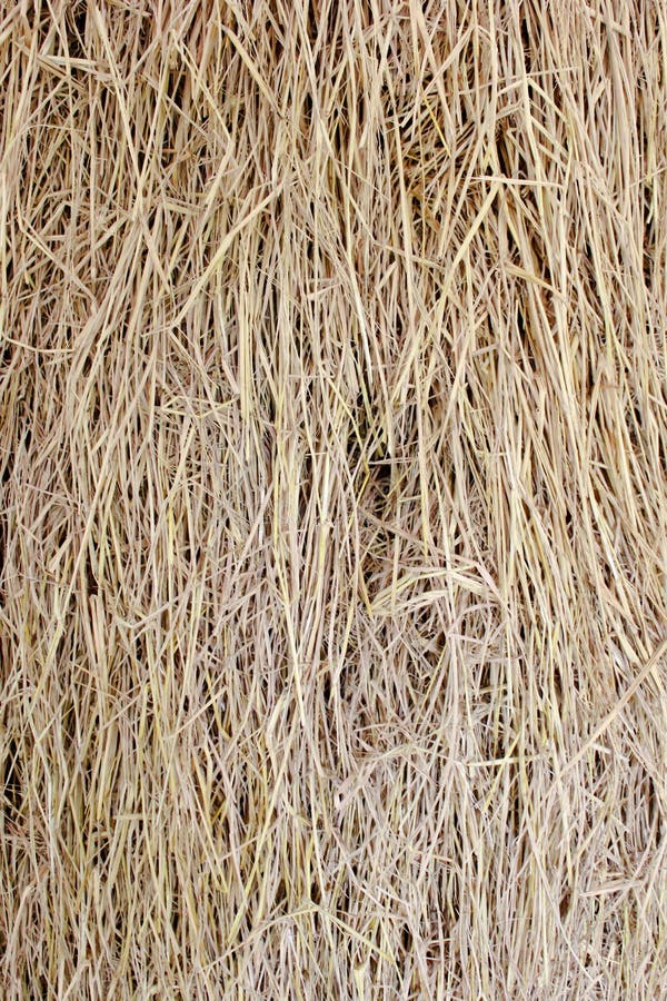Cluster straw, truss straw stock photo. Image of shaft - 79721842