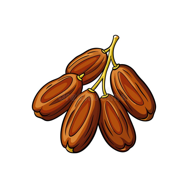 Illustration of Dates on a Branch Against White Background Stock ...
