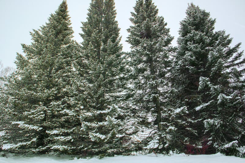 Tall Fir Trees Covered in Snow Stock Photo - Image of forest, christmas ...