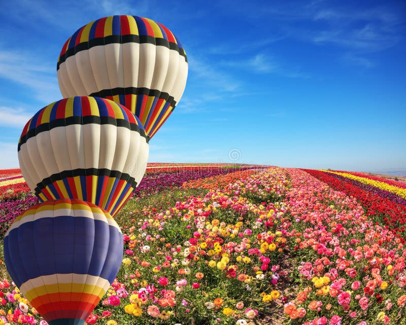 The Cluster from Three Balloons Stock Image - Image of flowers, three ...