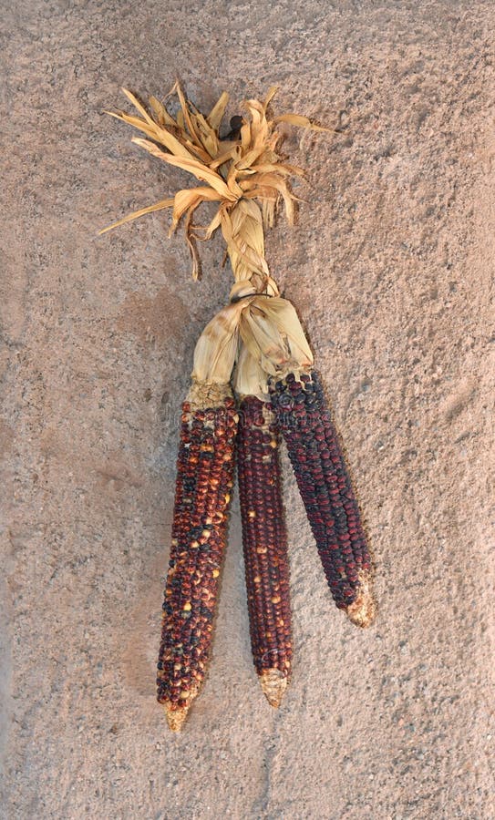 Cluster of Three Indian Corn Ears Stock Image - Image of southwestern ...