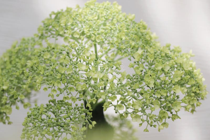 Cluster of Tiny Blooming White Hydrangea Flowers on Green Stems Stock ...