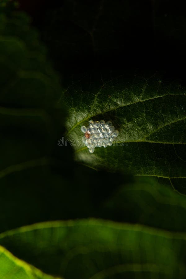 A Cluster of Insect Eggs on a Leaf. Stock Photo - Image of cocoon ...