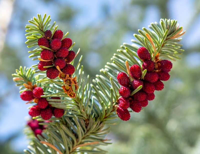 Several Small Red Berries in the Branches of a Tree or Shrub Stock ...