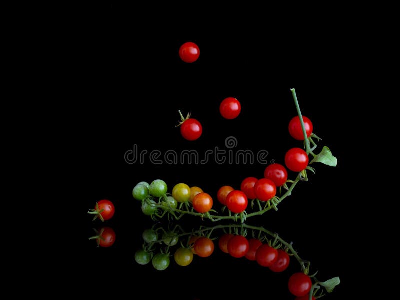 Cluster of Tiny Red Currant Tomatoes on Vine , Solanum Pimpinellifolium ...