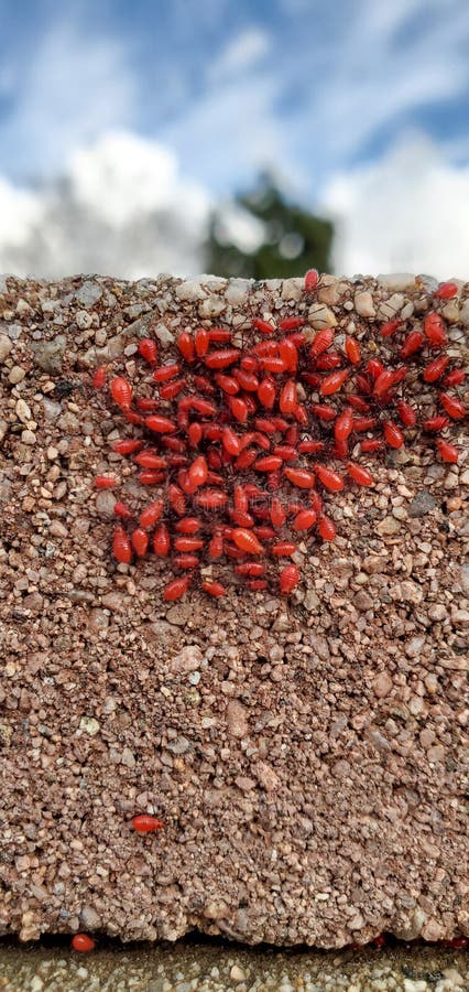 A Cluster of Tiny Red Insect Larvae on a Grainy Cinderblock Wall Macro ...