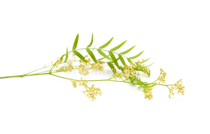 Cluster of Tiny White Flowers of Peruvian Pepper Tree Stock Photo ...