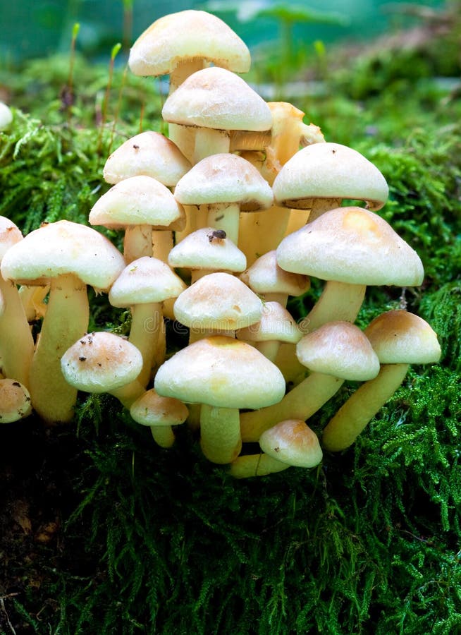 Cluster of Toadstools stock image. Image of fungus, toadstool - 10562601