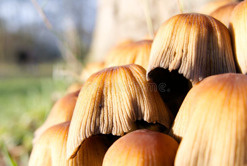 Wild Toadstools Growing in a Clump in a Tree Stock Photo - Image of ...