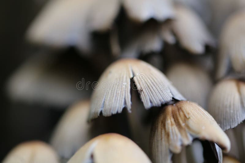 Cluster of Toadstools in Various Sizes Growing in a Grassy Area Stock ...