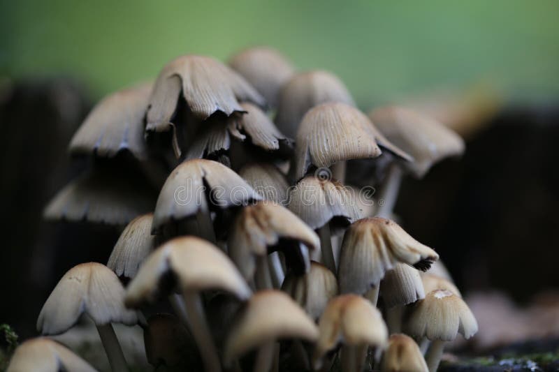 Cluster of Toadstools in Various Sizes Growing in a Grassy Area Stock ...