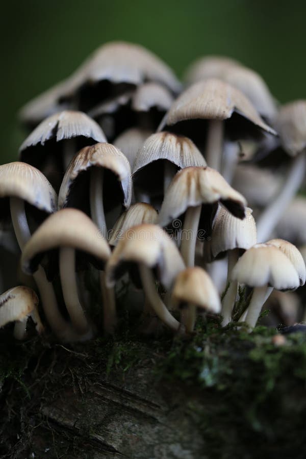 Cluster of Toadstools in Various Sizes Growing in a Grassy Area Stock ...