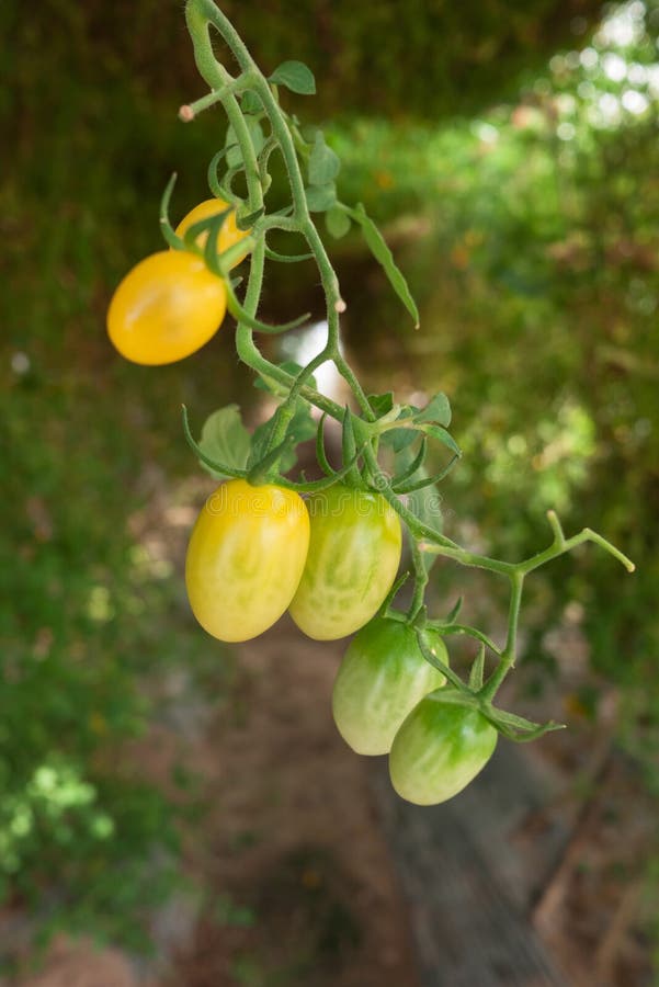 Cluster tomato stock image. Image of crop, cultivation - 49724365