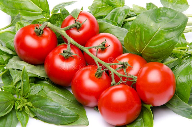 Cluster tomatoes on basil stock image. Image of agriculture - 42329881