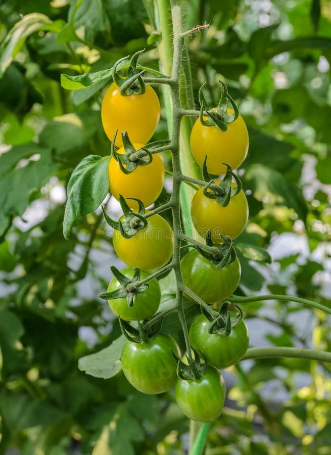 A cluster of tomatoes stock image. Image of garden, green - 57395033