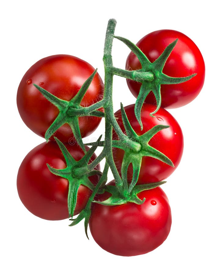 Cluster of Tomatoes on the Vine Tov, Top Stock Image - Image of food ...