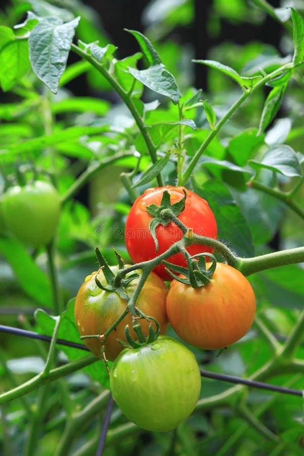 Cluster Tomatoes stock photo. Image of cluster, vegetable - 43804802