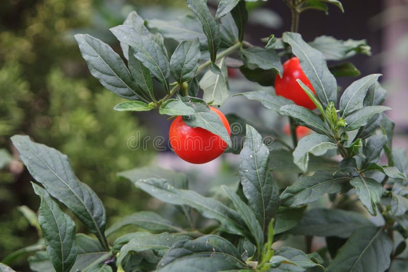 Cluster of tomatoes stock photo. Image of vegetables - 81014874