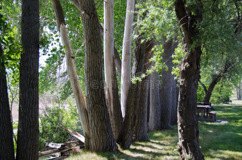 Cluster of Trees in a Beautiful Park Stock Image - Image of beautiful ...