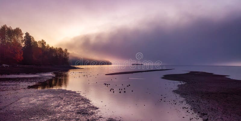 Cluster of Trees by a Misty Lake Stock Image - Image of scenery, woods ...