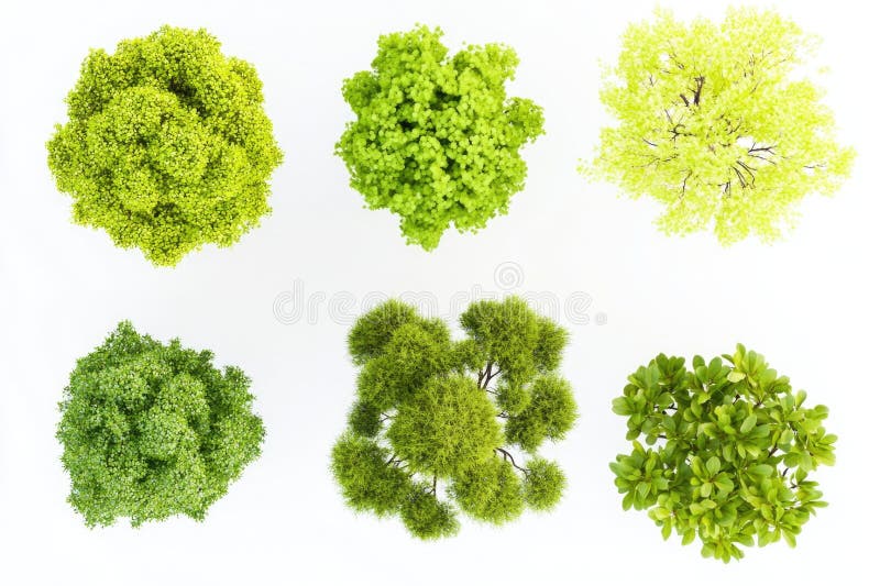A Cluster of Trees Standing Close Together Stock Image - Image of ...