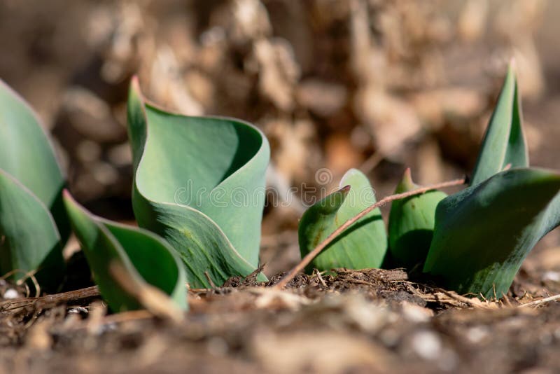 Cluster of Tulip Leaves stock photo. Image of ecology - 177832010