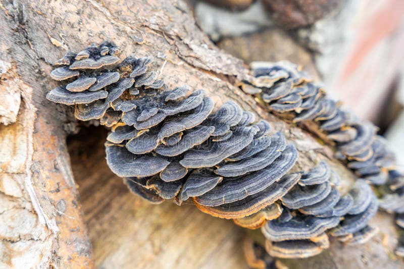 Cluster of Turkey Tail Mushrooms Growing on a Decaying Log. Concept of ...