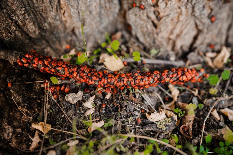 A Cluster of Vibrant Red Beetles on Tree Bark Surrounded by Nature ...