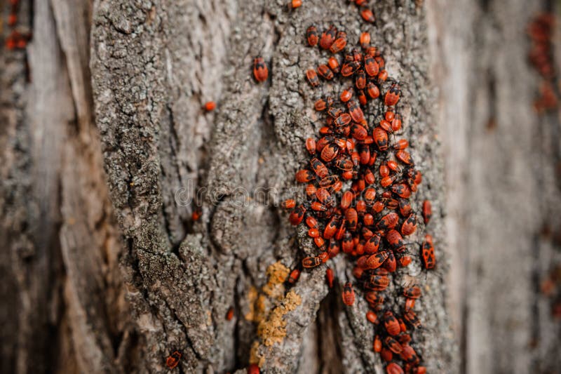 Cluster of Vibrant Red Bugs on Tree Bark Stock Image - Image of detail ...