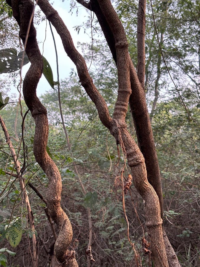 Hanging Vines Cascading from Tree Branches in Forest Stock Image ...