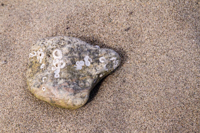 Empty Acorn Barnacle Shells Attached To a Small Rock on a Beach Stock ...