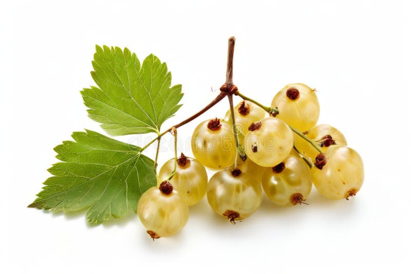 A Cluster of White Currants Isolated on White Background with a Stock ...