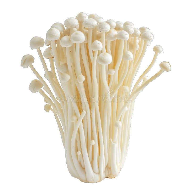 A Cluster of White Enoki Mushrooms Stock Image - Illustration of enoki ...