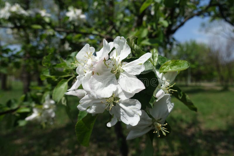 Cluster of White Flowers of Apple in April Stock Photo - Image of green ...