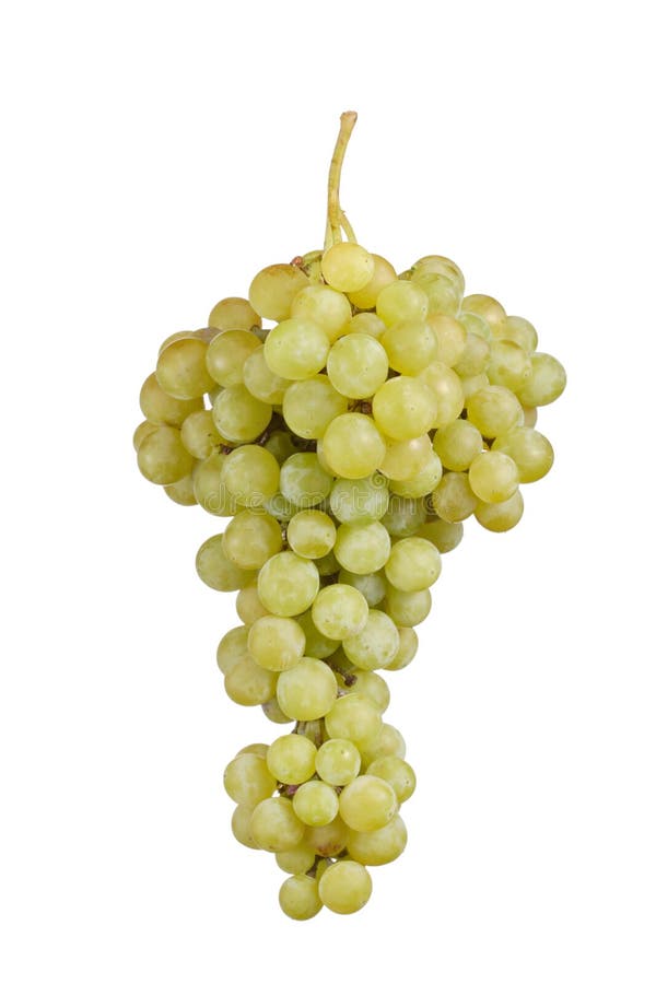 Grapes stock image. Image of summer, summertime, nutrition - 1235619