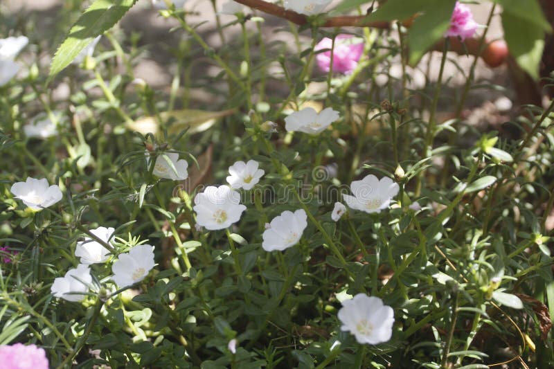 Cluster of White Moss Rose Flowers Blooming in Sunlight Stock Image ...